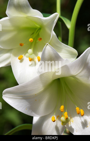Lilium Liliaceae - Lilly Stock Photo - Alamy