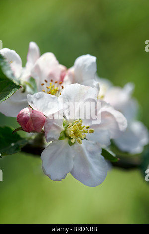 Melrose apple (Malus domestica Stock Photo - Alamy