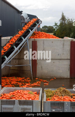 Rejected waste, wonky, ugly, carrots Vegetable farmer processing his ...