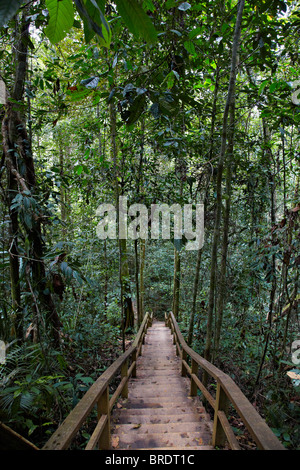 Ulu Temburong National Park, Brunei, conserves a large and unspoilt ...