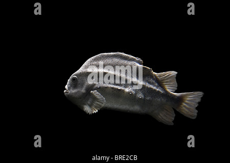 lumpsucker, lumpfish, hen-fish, henfish, sea hen (Cyclopterus lumpus ...