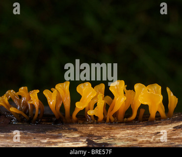 yellow fingers of fungi Stock Photo - Alamy