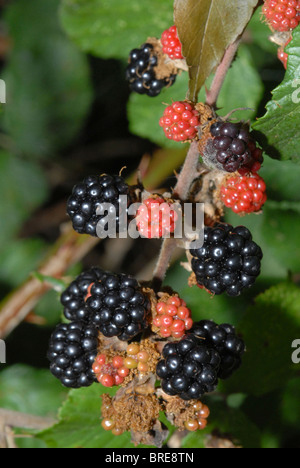 Blackberries are one of the most popular hedgerow fruits in the UK ...