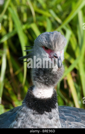 Crested Screamer, Screamer, South American Screamer Stock Photo - Alamy