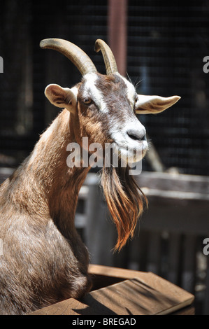 Domestic goat looking over a fence Stock Photo - Alamy