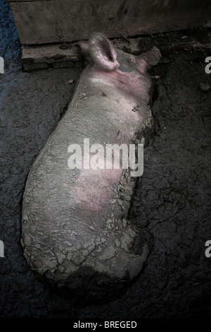 A fat pig in mud Stock Photo - Alamy