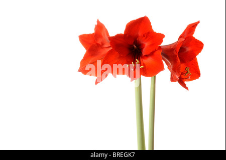 Cut out of a flowering red Hippeastrum flower. (Sometimes called ...