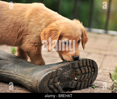 Golden retriever puppy looking to the camera Stock Photo - Alamy