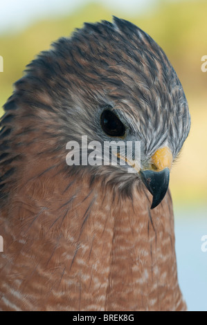 A close portrait of a Red-shouldered Hawk with a smooth background in ...