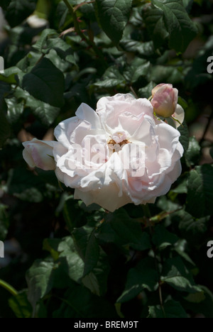 Rose Sharifa Asma Stock Photo - Alamy