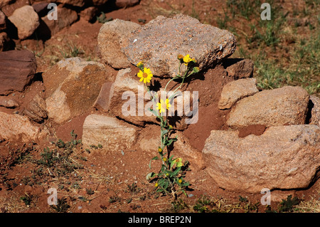 flowers among adobe ruins at Pecos Pueblo, Pecos National Historical ...