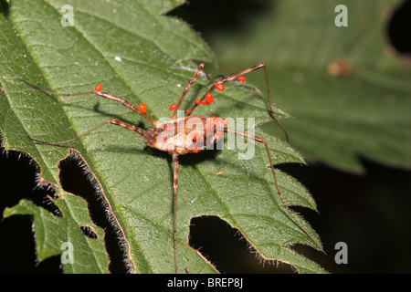 Harvestman (Phalangium opilio) male with phoretic mites (Leptus sp ...