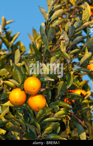 An orange tree Stock Photo - Alamy