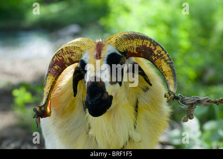 Fighting goats kidaai muttu ; Madurai ; Tamil Nadu ; India Stock Photo ...