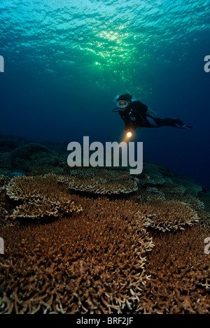 Coral reef underwater. Acropora table coral with millepora and tridacna ...