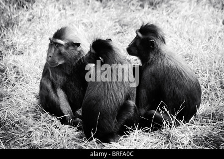 Group of monkeys together Stock Photo - Alamy