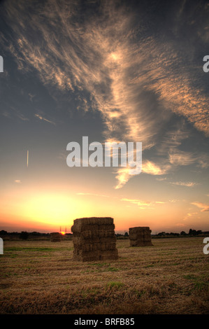 Field with golden haystacks at sunset in early autumn evening with a ...