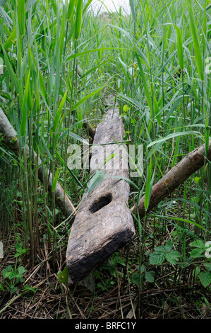Reconstruction of the Sweet Track (a man-made Neolithic path or route ...