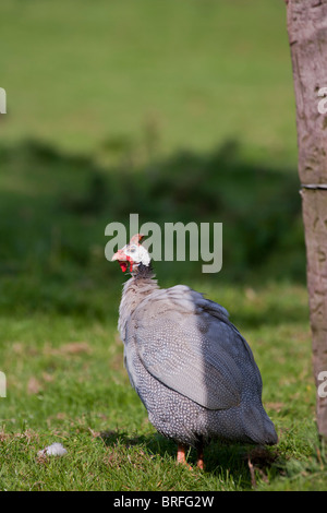 Guinea fowl Pair Farm Animals Stock Photo - Alamy