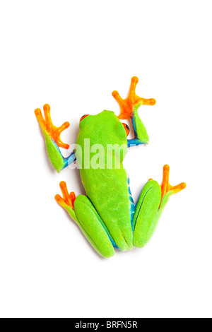 Overhead view of a red-eyed tree frog on a black background Stock Photo ...