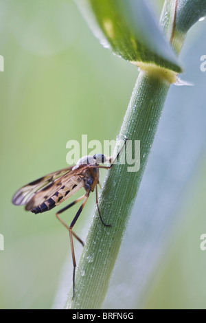Snipe-fly (Rhagio scolopaceus Stock Photo - Alamy