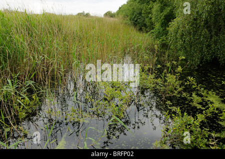 The wetlands in summer at Shapwick Heath National Nature Reserve, part ...