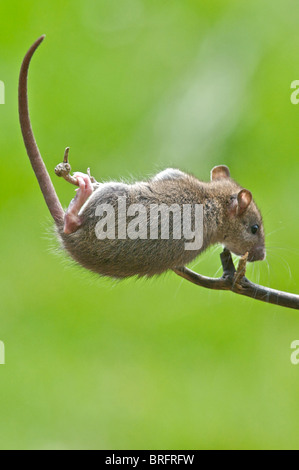 A resourceful young rat displays all the skills of an acrobat while ...