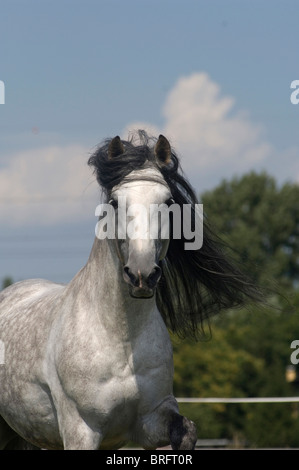 lusitano horse - portrait - eye Stock Photo - Alamy