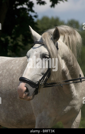 Lusitano horse walking, side view, isolated on white Stock Photo - Alamy