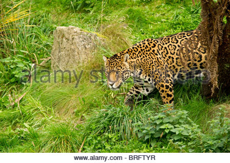 Black Jaguar in Tree Stock Photo: 74275257 - Alamy