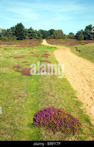 Heathland vegetation of Suffolk Sandlings, Shottisham, Suffolk, England ...