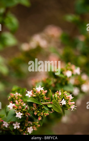 Chinese Abelia (Abelia chinensis), Caprifoliaceae Stock Photo - Alamy