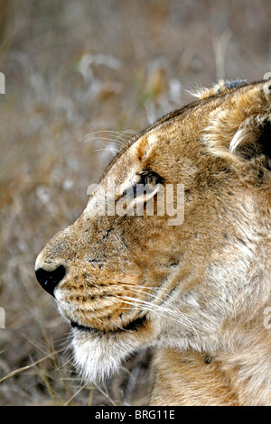 Lioness side-profile (wild Stock Photo - Alamy