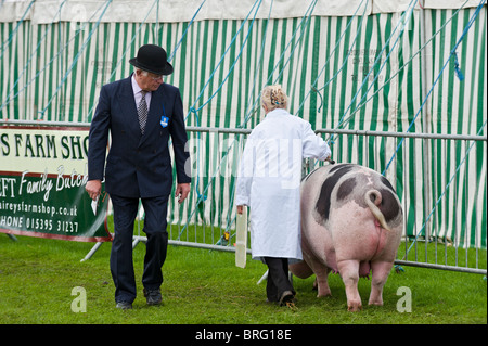 Judging a pig at an agricultural show. The Westmorland Show Stock Photo ...
