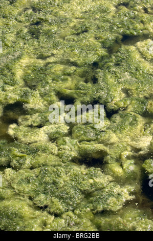 filamentous blue-green algae Stock Photo - Alamy