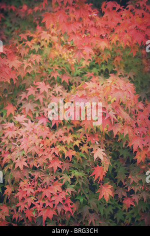 Red autumn or fall leaves in shallow focus Stock Photo - Alamy