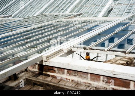 The Pineapple Pit in The Melon Yard at The Lost Gardens of Heligan ...