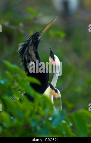 baby anhinga in nest-anhinga anhinga-wakodahatchee wetlands-florida ...