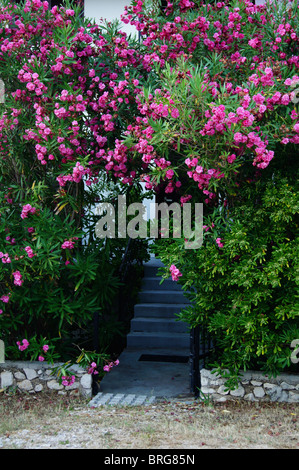 Green branches of oleander bloom with pink flowers Stock Photo - Alamy