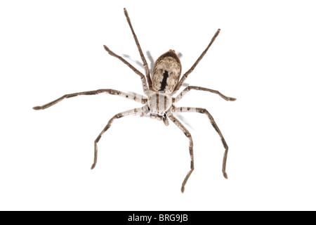 HUNTSMAN SPIDER Sparassidae (formerly Heteropodidae) Location: Golaghat ...