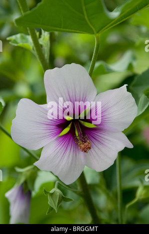 Close-up of Single beautiful purple allium onion flower against the ...