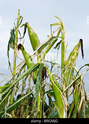 a hail damage to crops on field hail damage to crops on field Stock ...