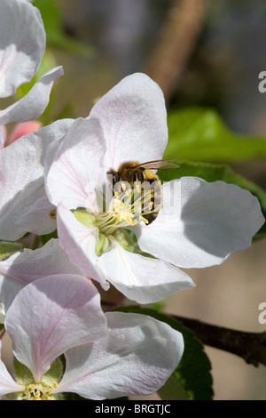 Honey bee pollinating apple blossom. The Apple tree blooms. Spring ...