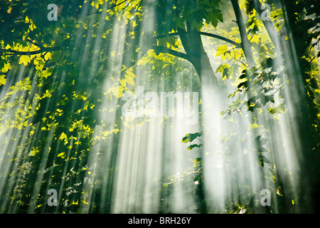 Beams of sunlight filtering through the trees and highlighting a light ...
