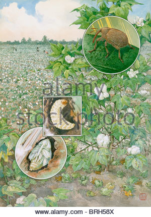 Anthonomus grandis, Cotton Boll Weevil Stock Photo: 84963369 - Alamy