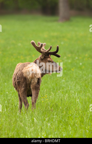 Red deer (Cervus elaphus) without antlers, has shed both poles, Allgaeu ...