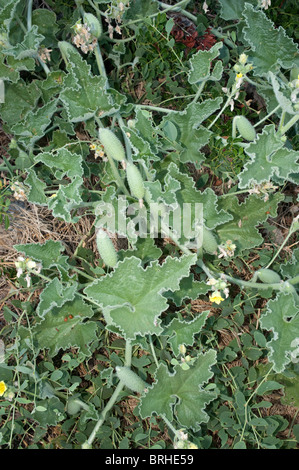 Squirting cucumber, Ecballium elaterium, Mediterranean plant with ...
