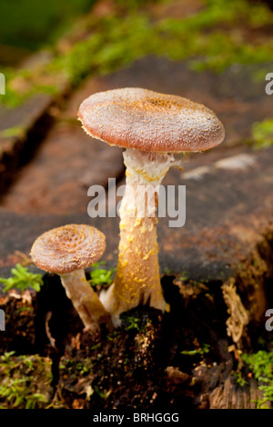 honey mushrooms (Armillaria Stock Photo - Alamy