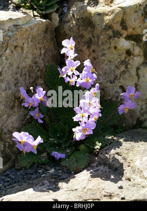 Pyrenean Violet, Ramonda pyrenaica, Gesneriaceae, France & Spain ...