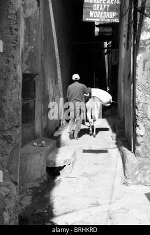 The donkeys and cats of Lamu Island Stock Photo - Alamy